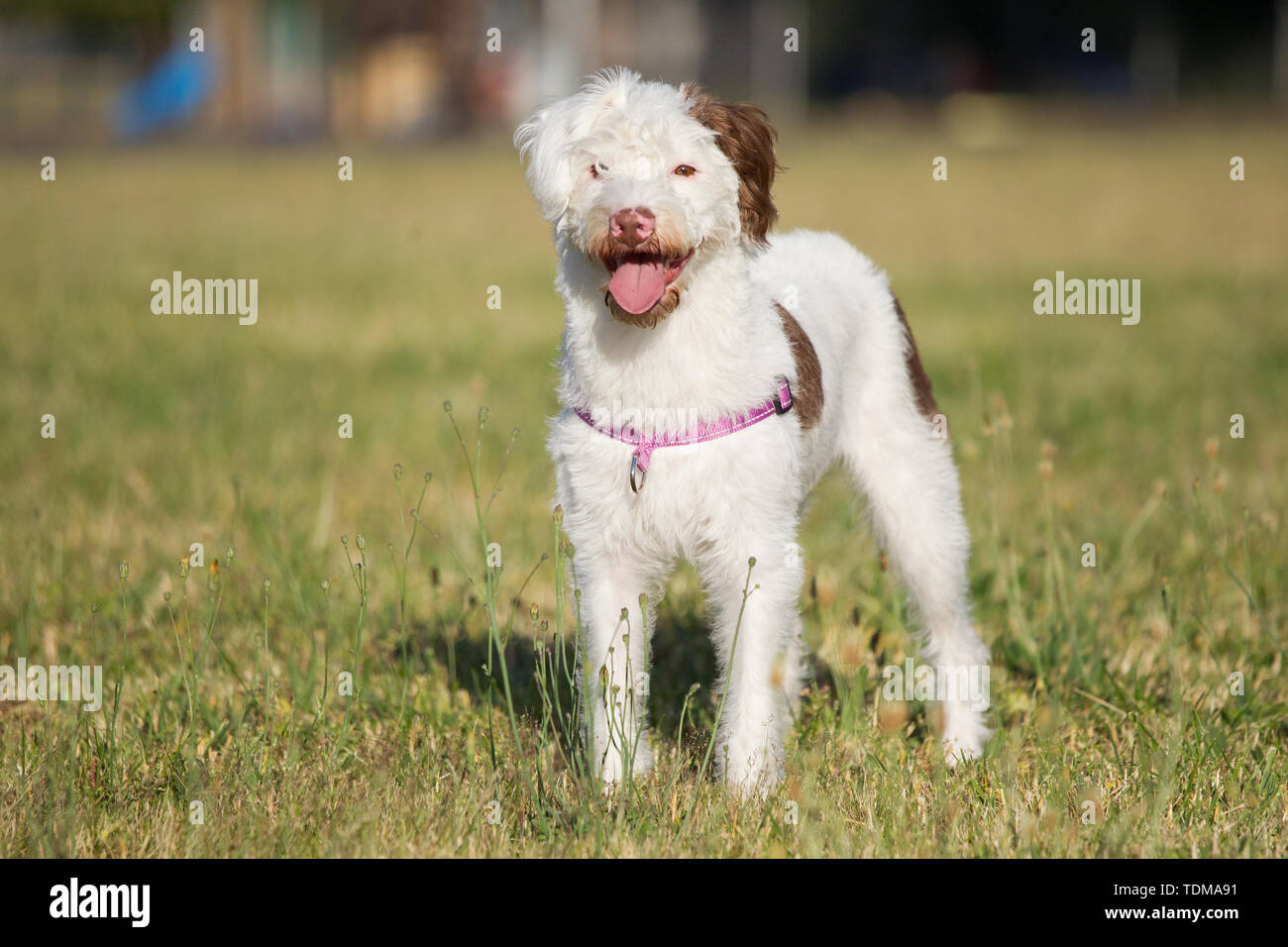 The Jack Russell Terror Stock Photo - Alamy