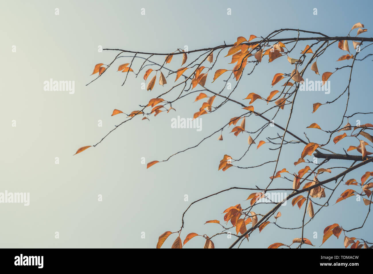 Tianping Mountain, Suzhou - Autumn - Maple Leaf Stock Photo - Alamy