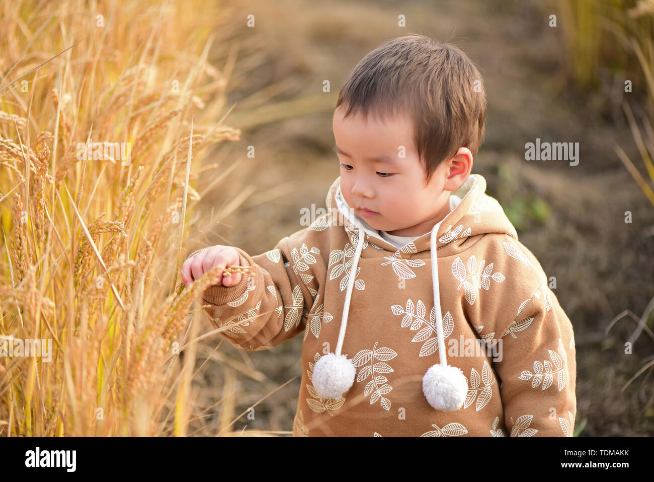 Happy little boy in the rice field Stock Photo - Alamy