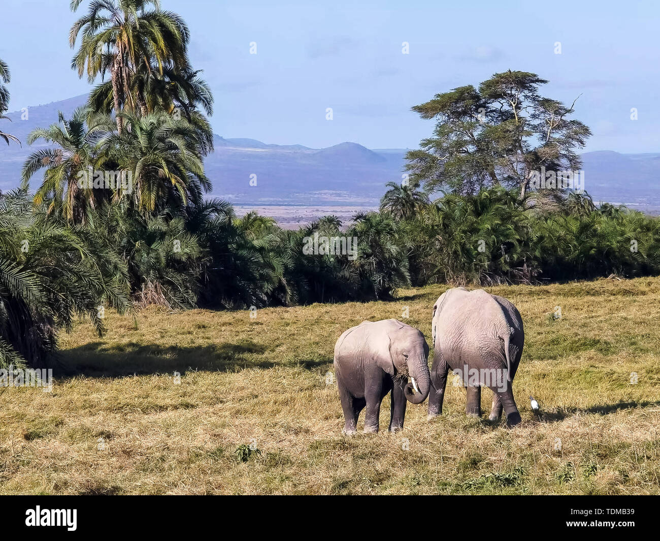 Elephant calf cow feeding hi-res stock photography and images - Alamy