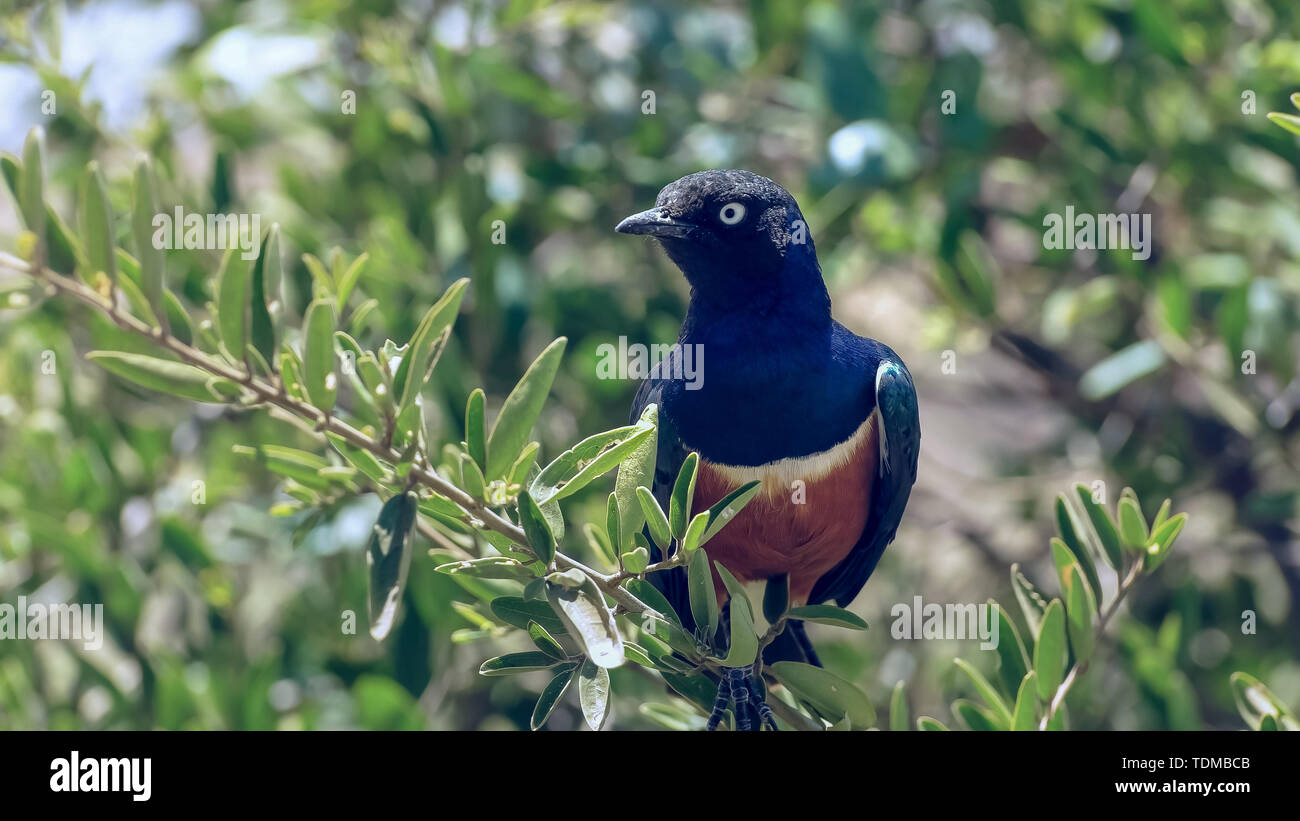 Kenyan starling hi-res stock photography and images - Alamy