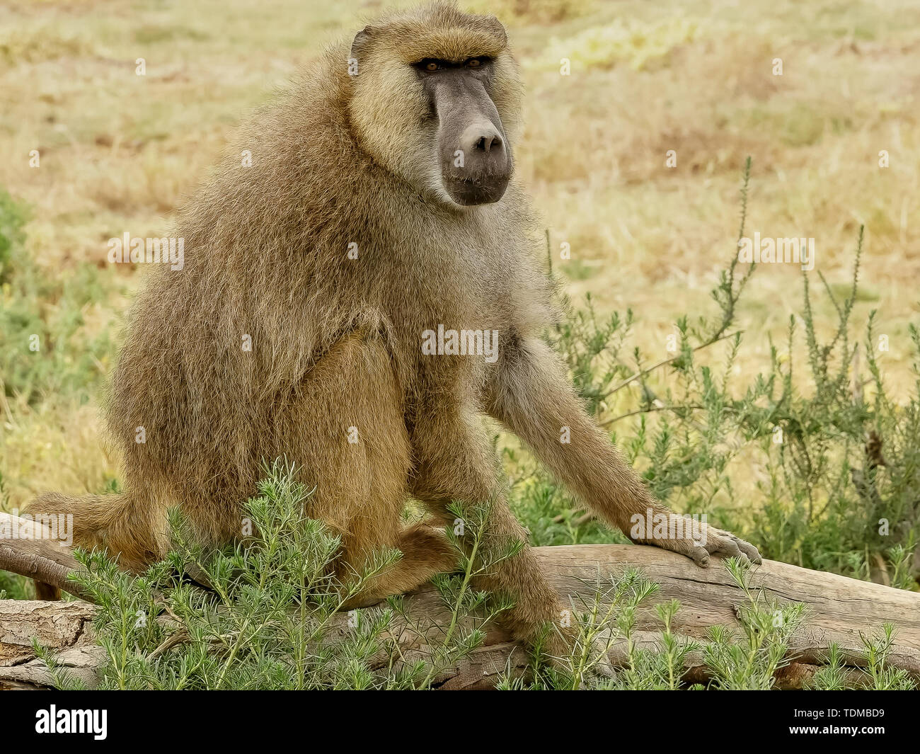 yellow baboon on log at amboseli, kenya Stock Photo - Alamy