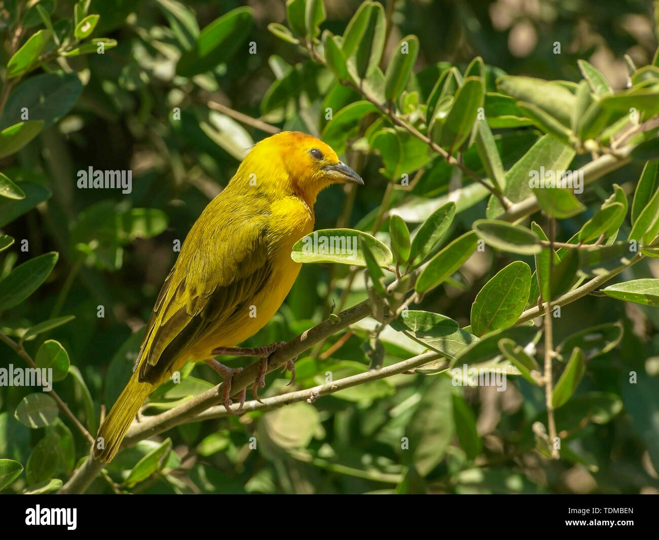taveta weaver bird at observation hill in amboseli Stock Photo - Alamy