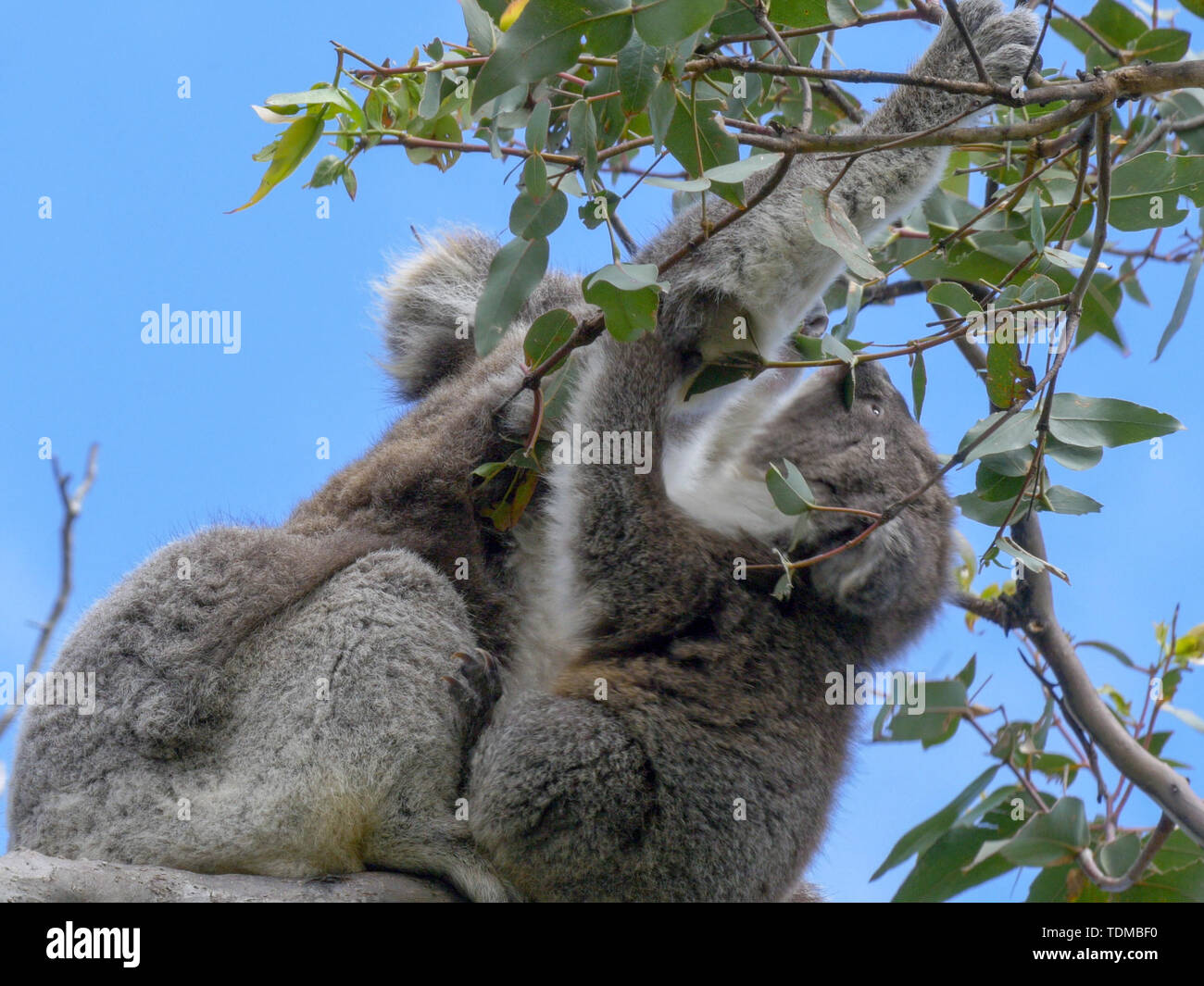 Koala eating eucalyptus leaves hi-res stock photography and images - Alamy