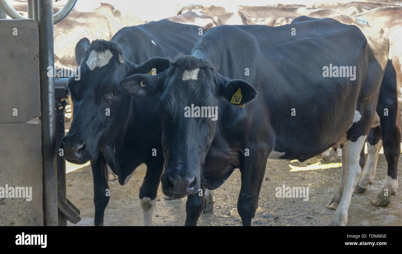 Two cows in close hi-res stock photography and images - Alamy