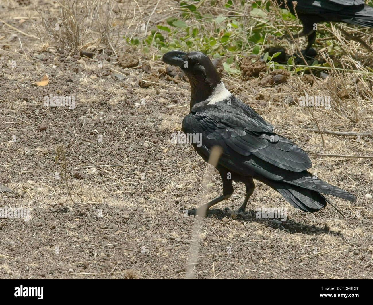 white necked raven on the ground at amboseli, kenya Stock Photo - Alamy