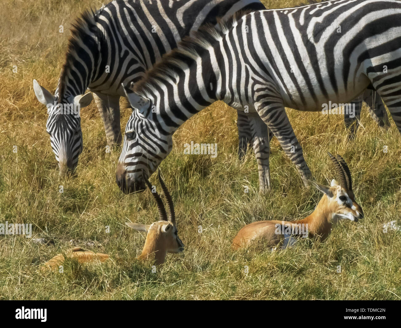 zebra and gazelle feeding together at amboseli Stock Photo - Alamy