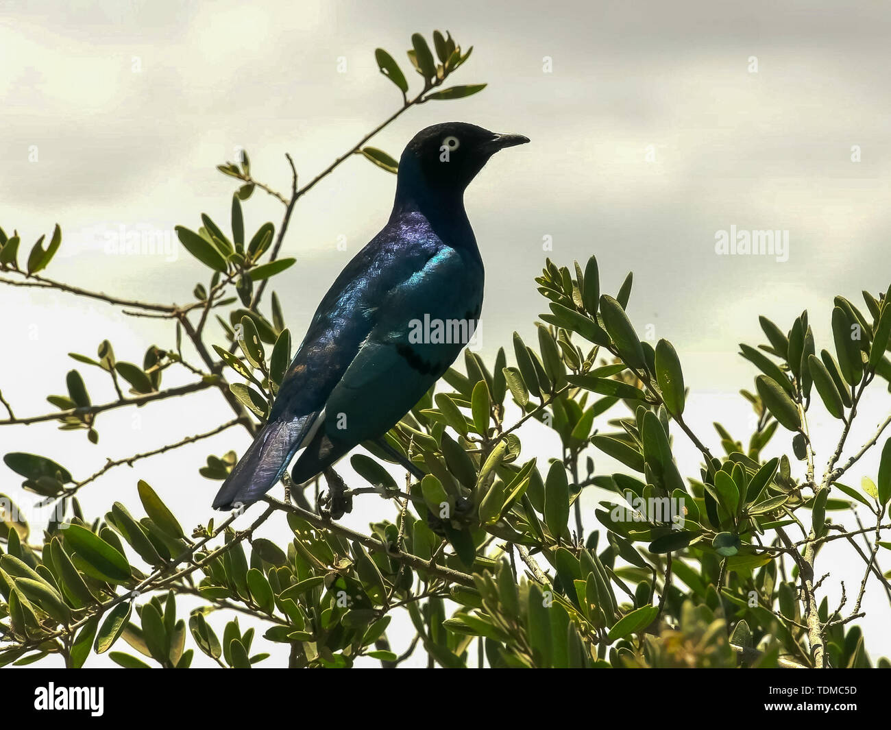 Kenyan starling hi-res stock photography and images - Alamy