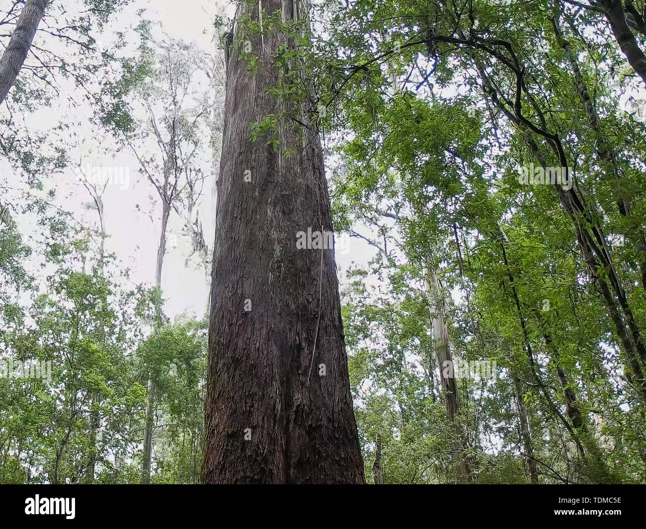 Giant swamp gum eucalyptus regnans hi-res stock photography and images ...