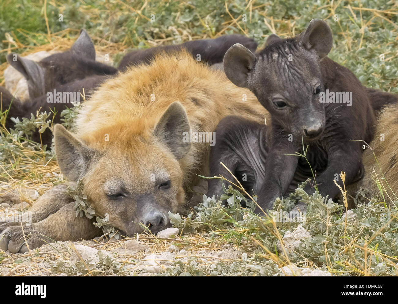Spotted hyenas amboseli hi-res stock photography and images - Alamy
