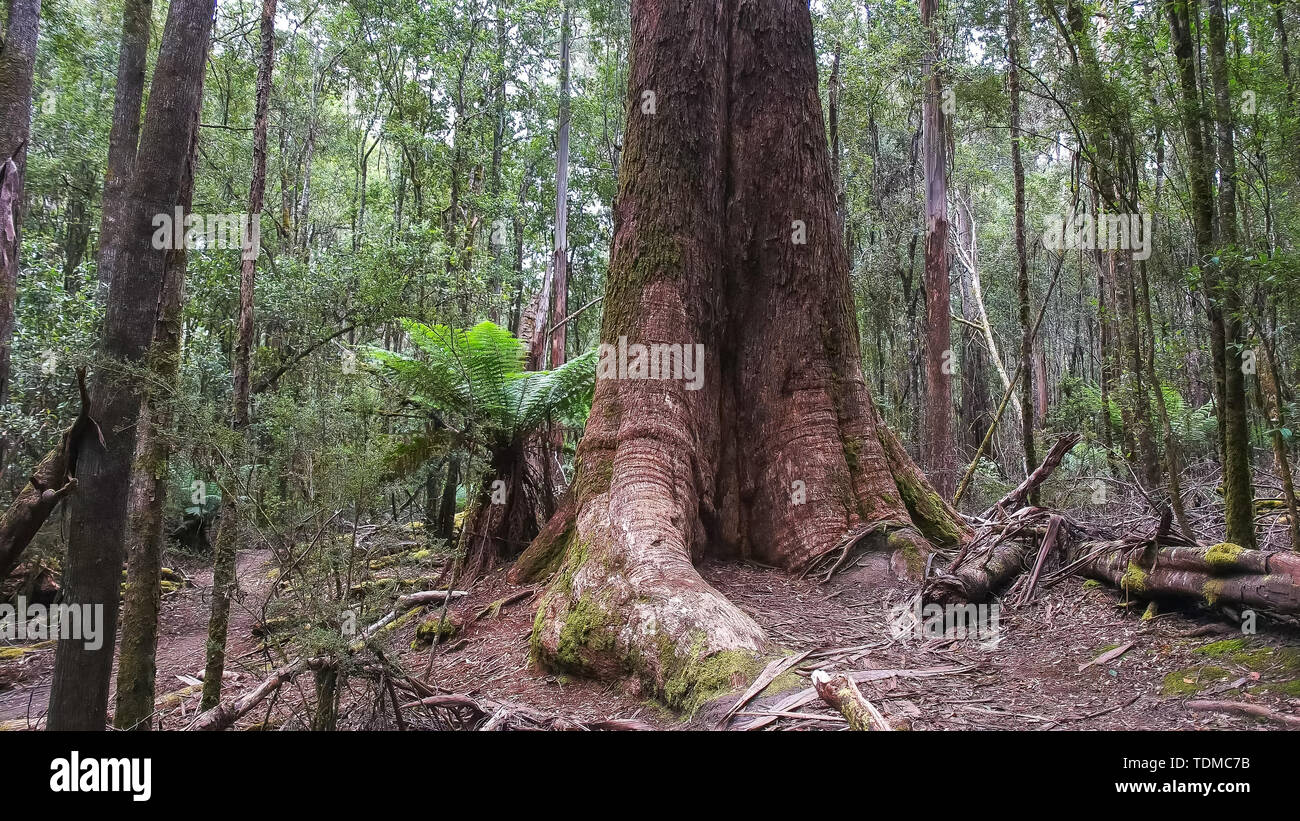 Giant swamp gum eucalyptus regnans hi-res stock photography and images ...