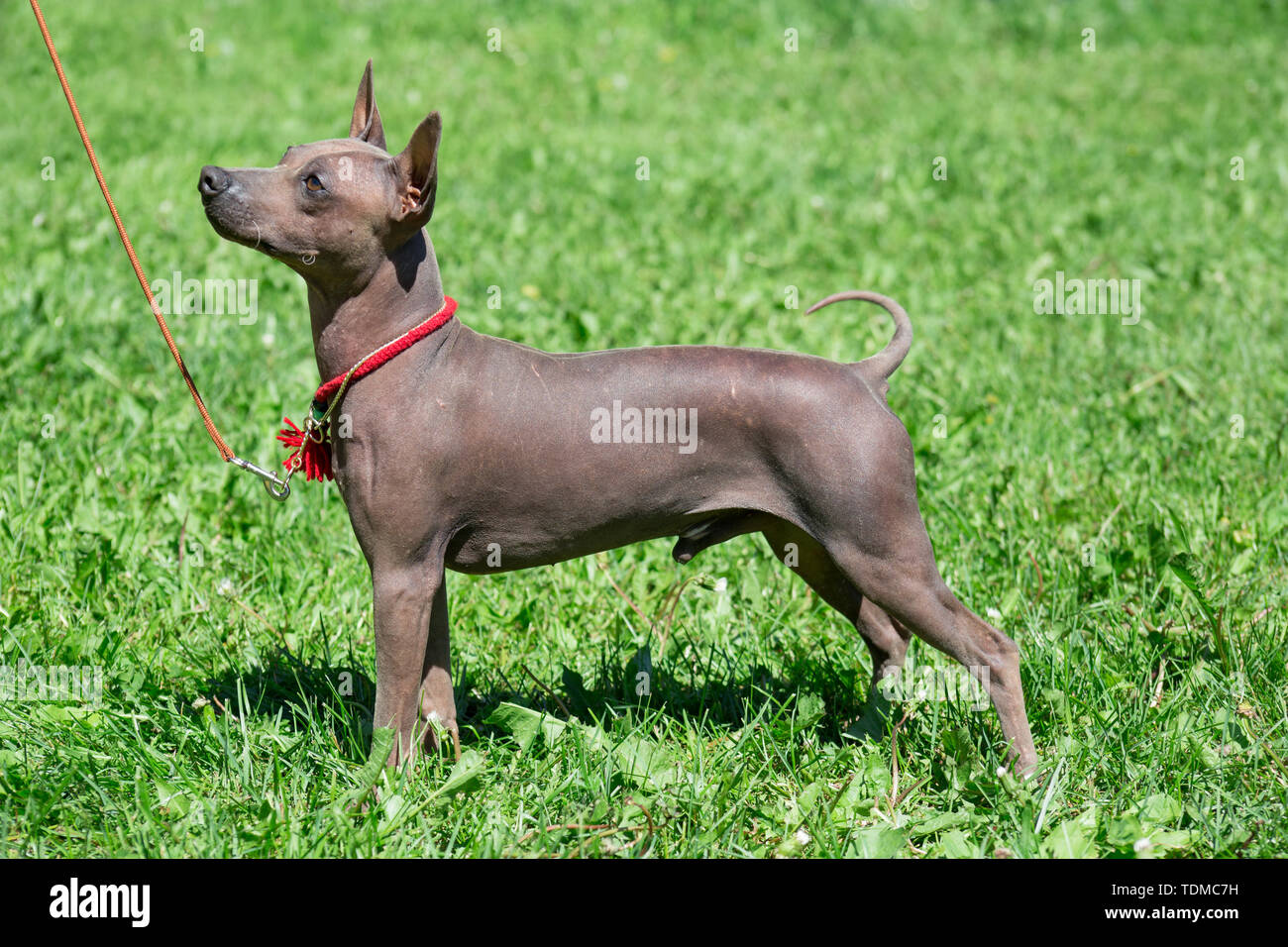 Are American Hairless Terrier Puppies Lazy