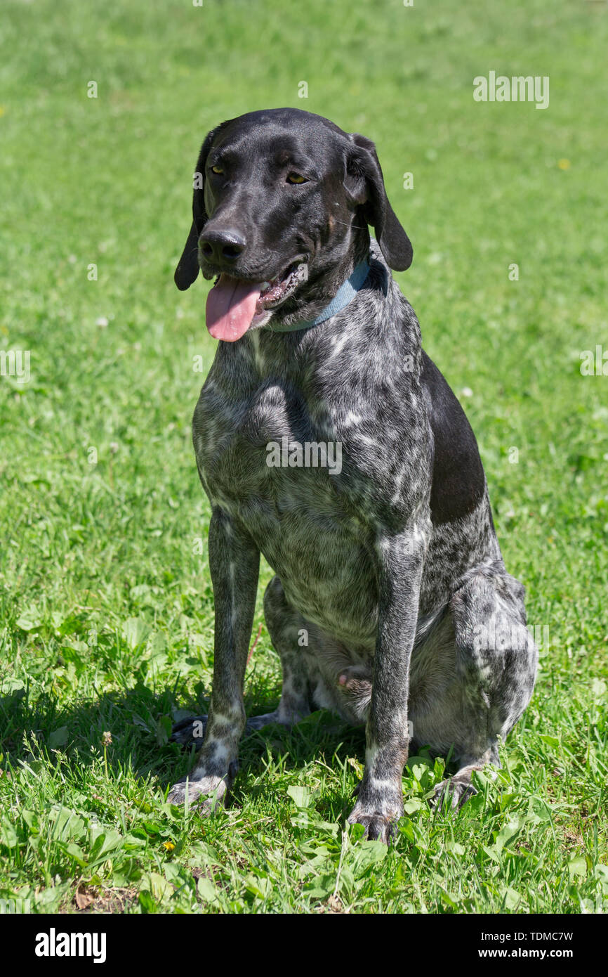 Norwegian half-breed is sitting on a green grass. Norwegian sports ...