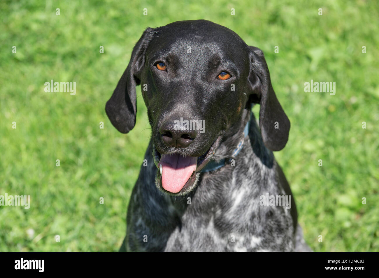 Norwegian half-breed is looking at the camera. Norwegian sports mestizo ...