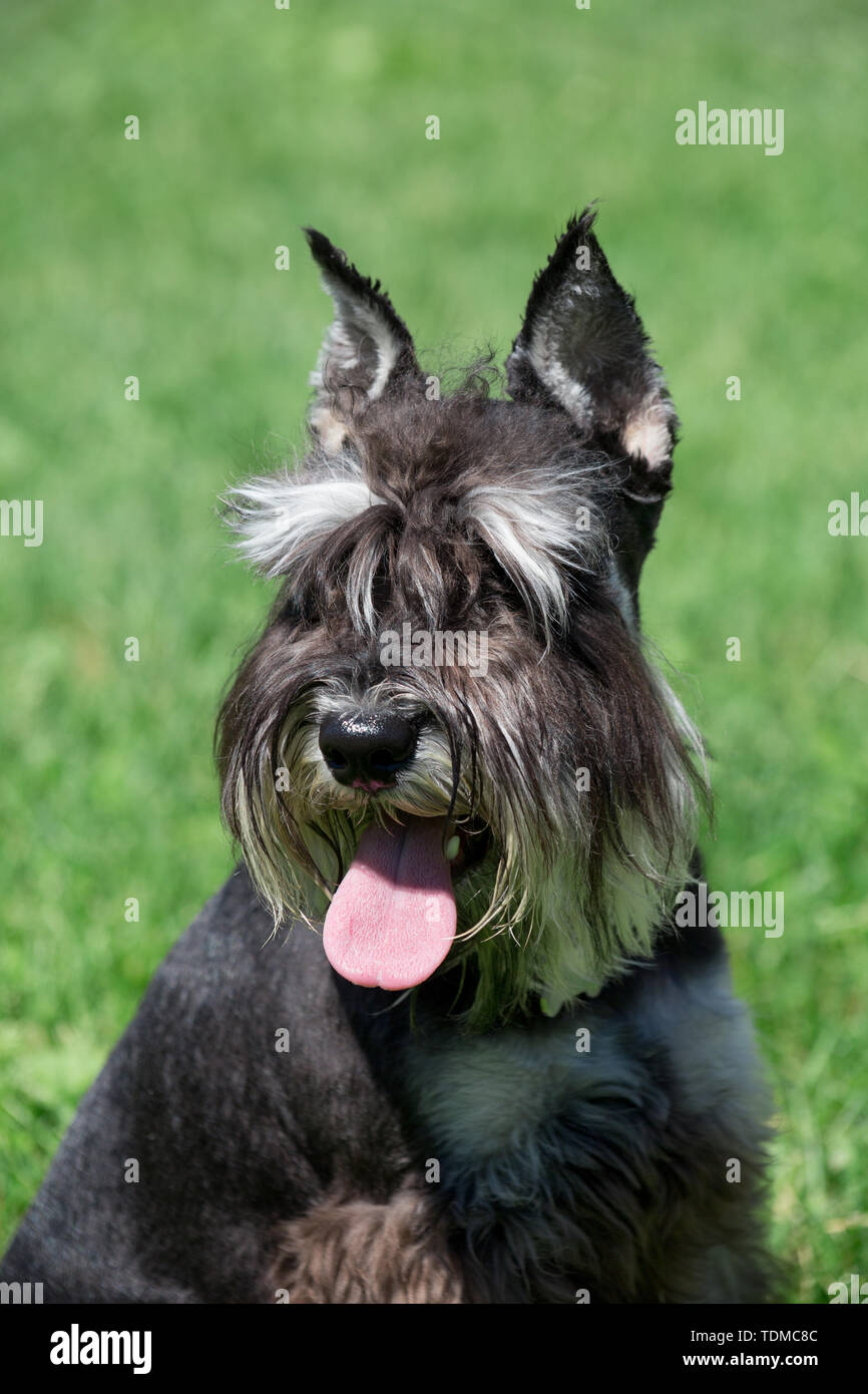 Cute zwergschnauzer puppy close up. Miniature schnauzer or dwarf ...