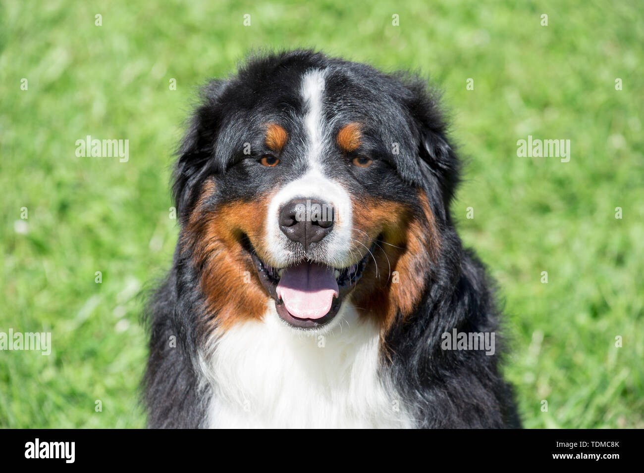 Cute bernese mountain dog puppy is sitting on a green grass with ...