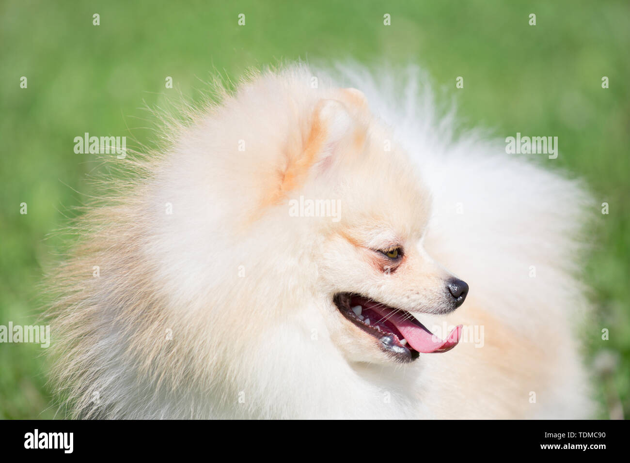 Cute pomeranian spitz puppy cream colored close up. Deutscher spitz or ...