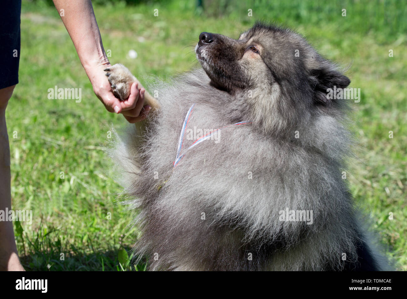 Spitz prize hi-res stock photography and images - Alamy