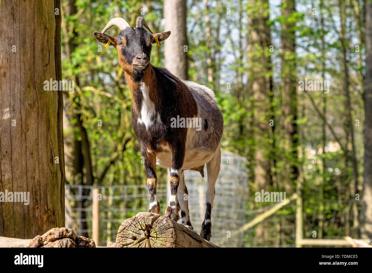 Capra Genus Stock Photos & Capra Genus Stock Images - Alamy