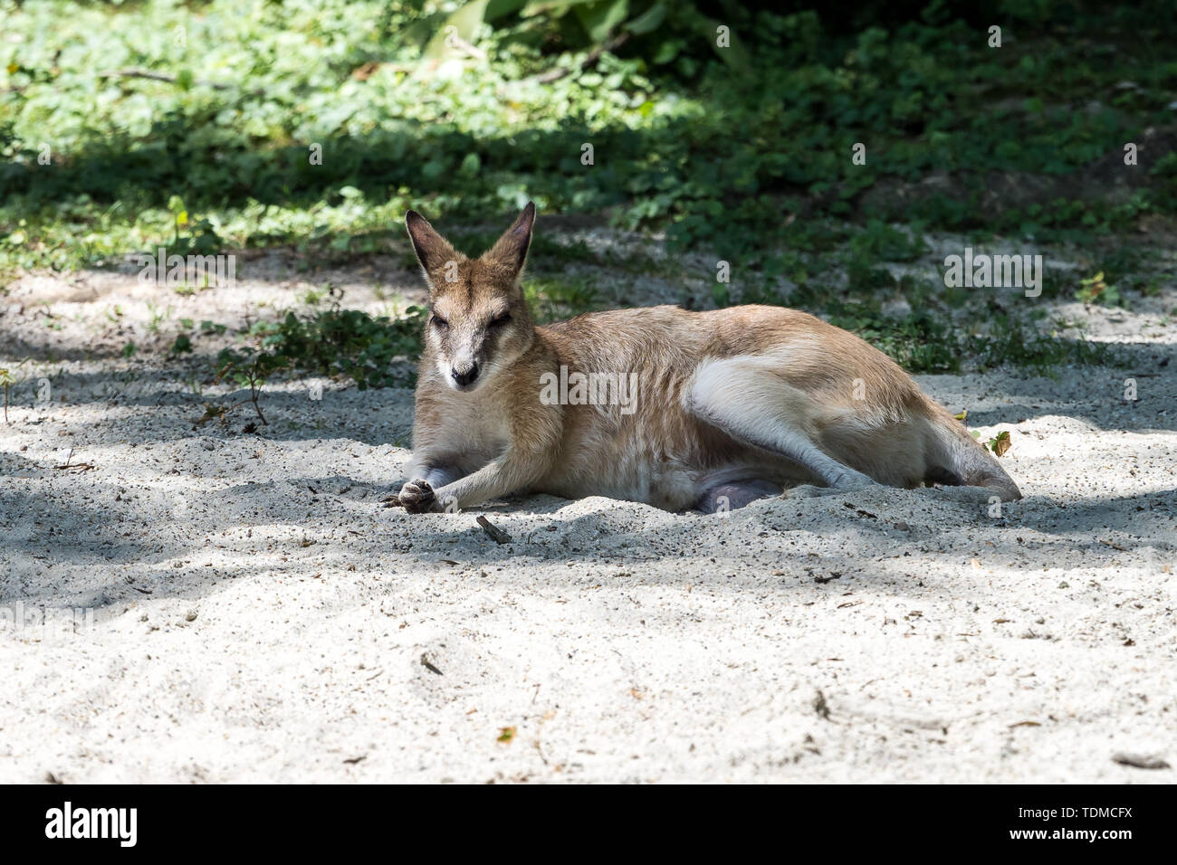 The agile wallaby, Macropus agilis also known as the sandy wallaby is a ...