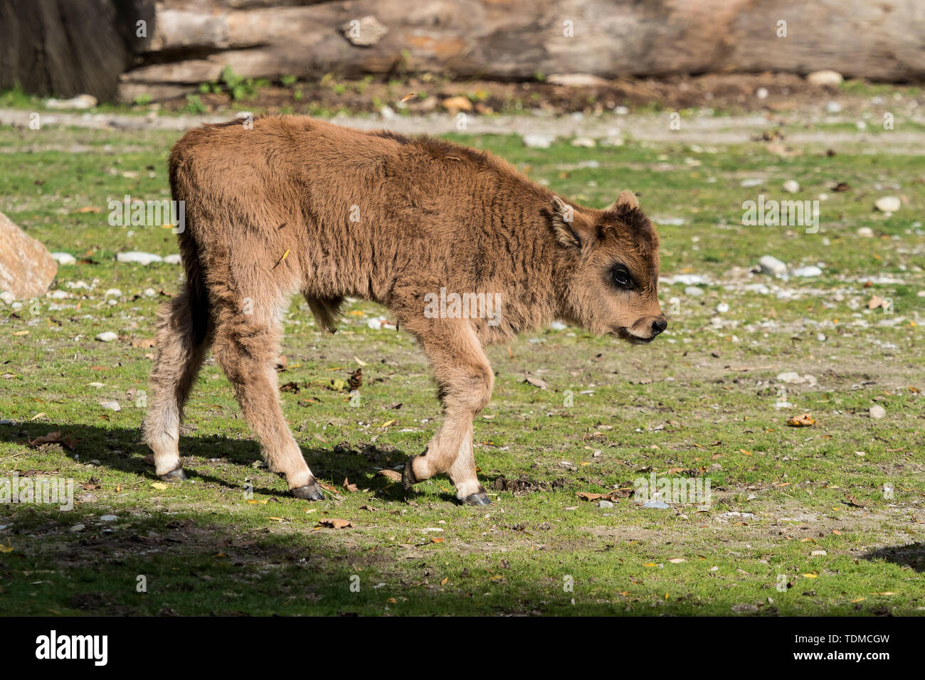 Heck cattle, Bos primigenius taurus, claimed to resemble the extinct ...