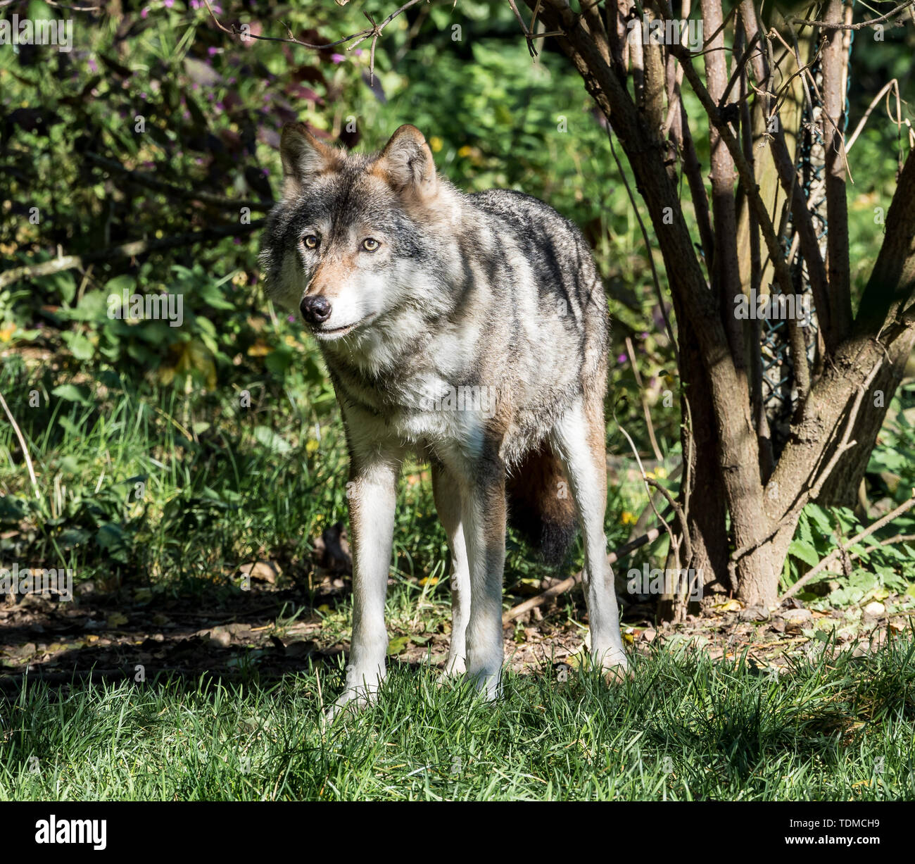 The wolf, Canis lupus, also known as the grey wolf or timber wolf is a ...