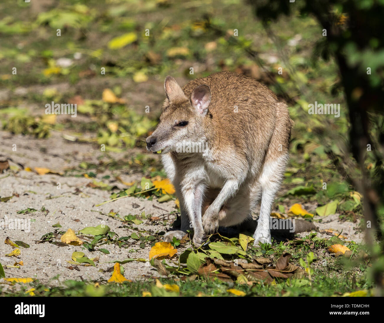 The agile wallaby, Macropus agilis also known as the sandy wallaby is a ...