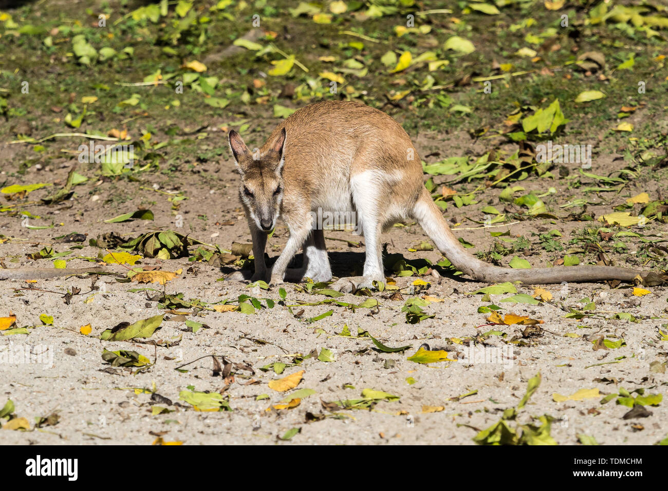 The agile wallaby, Macropus agilis also known as the sandy wallaby is a ...
