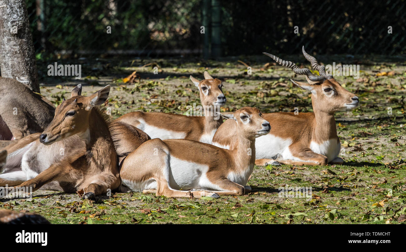Indian Blackbuck, Antelope cervicapra or Indian antelope. The blackbuck ...