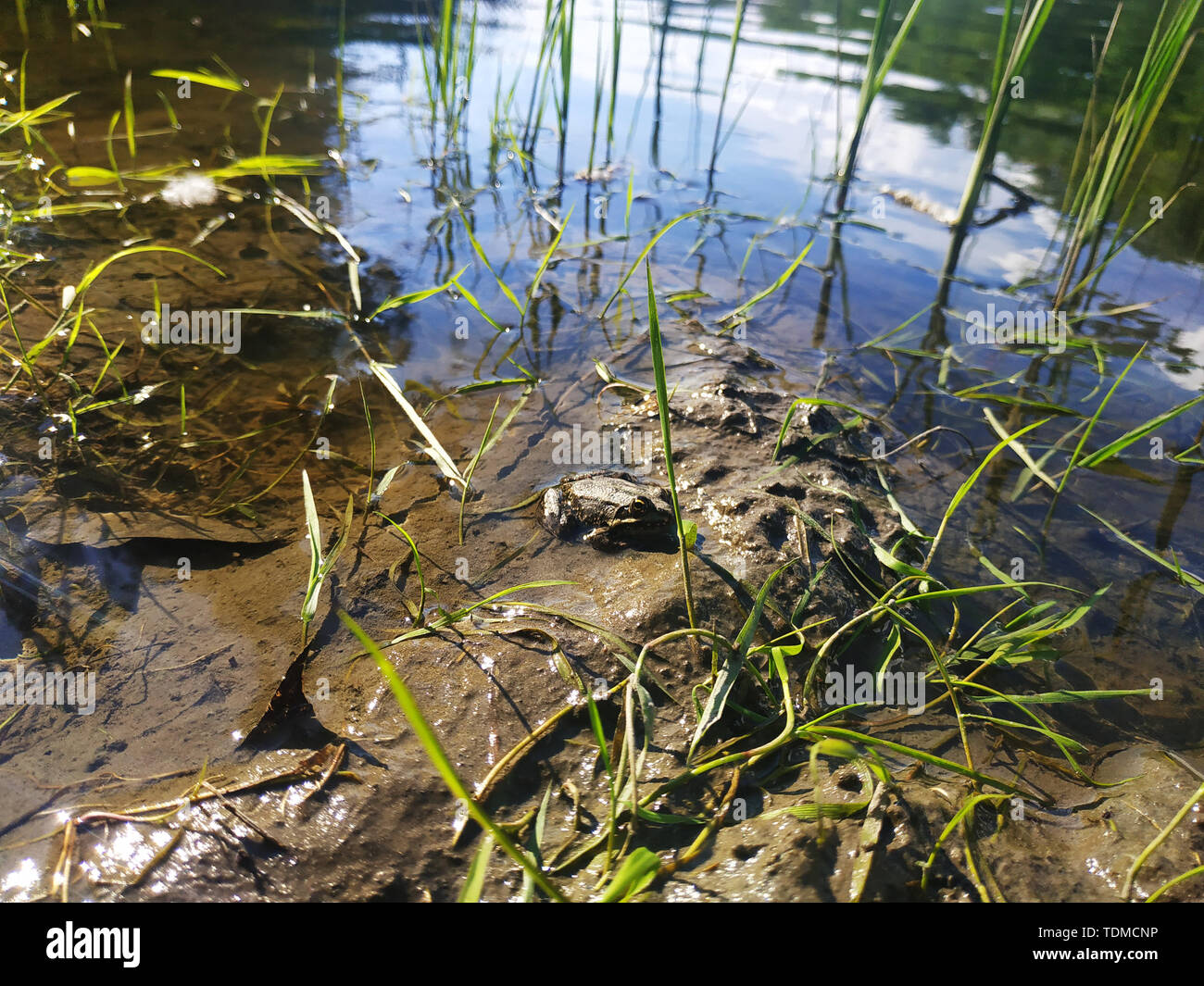 Beautiful little frog. Frog lives in the lake. Closeup Stock Photo - Alamy