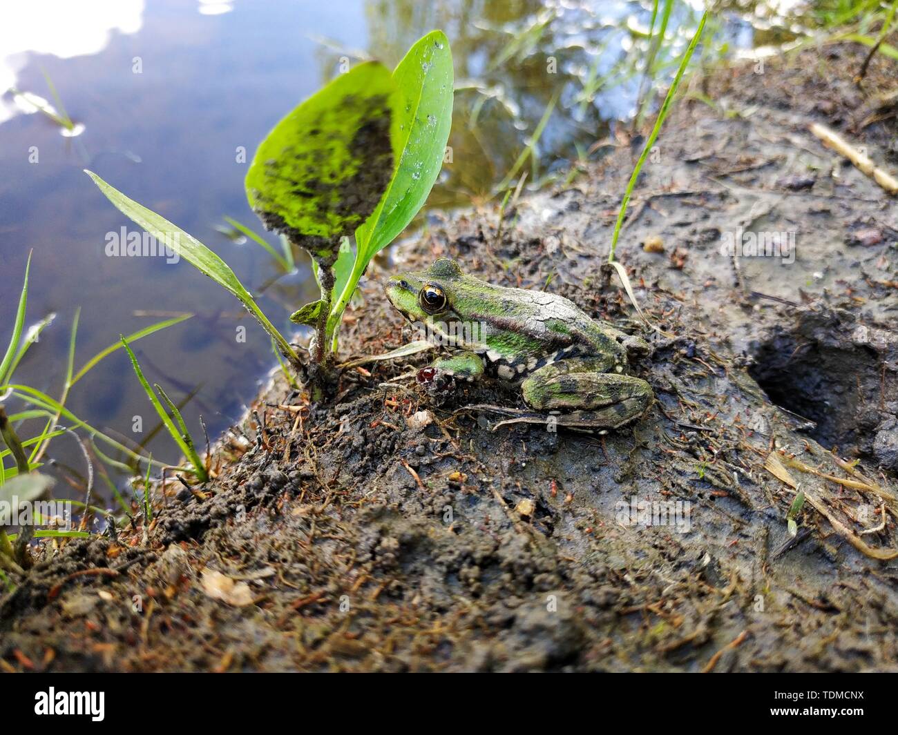 Common frog river cute hi-res stock photography and images - Alamy