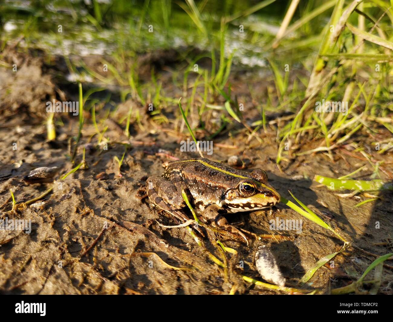 Beautiful little frog. Frog lives in the lake. Closeup Stock Photo - Alamy