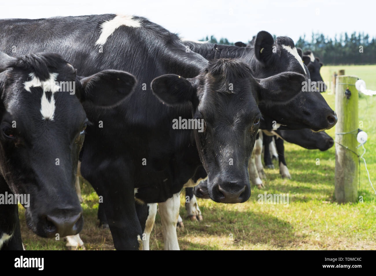 Crowded cows hi-res stock photography and images - Alamy
