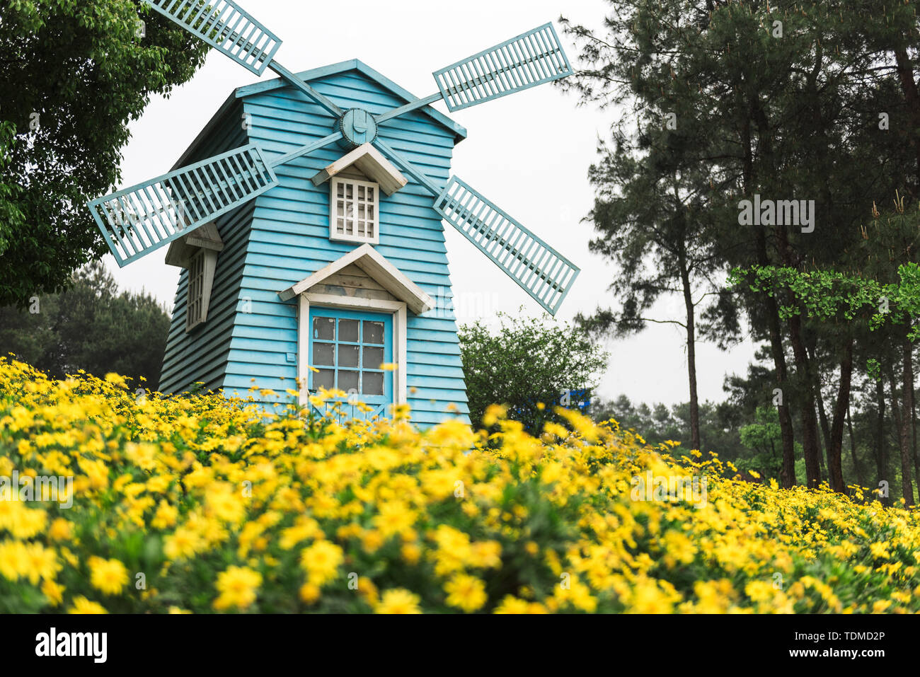 Blue windmill in the sea of yellow flowers Stock Photo - Alamy