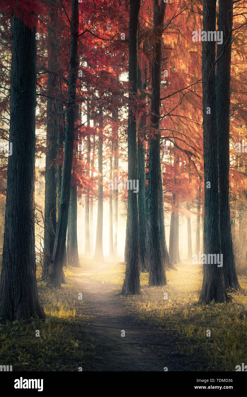 Shanghai Hongqing Forest Park picturesque autumn color Stock Photo - Alamy