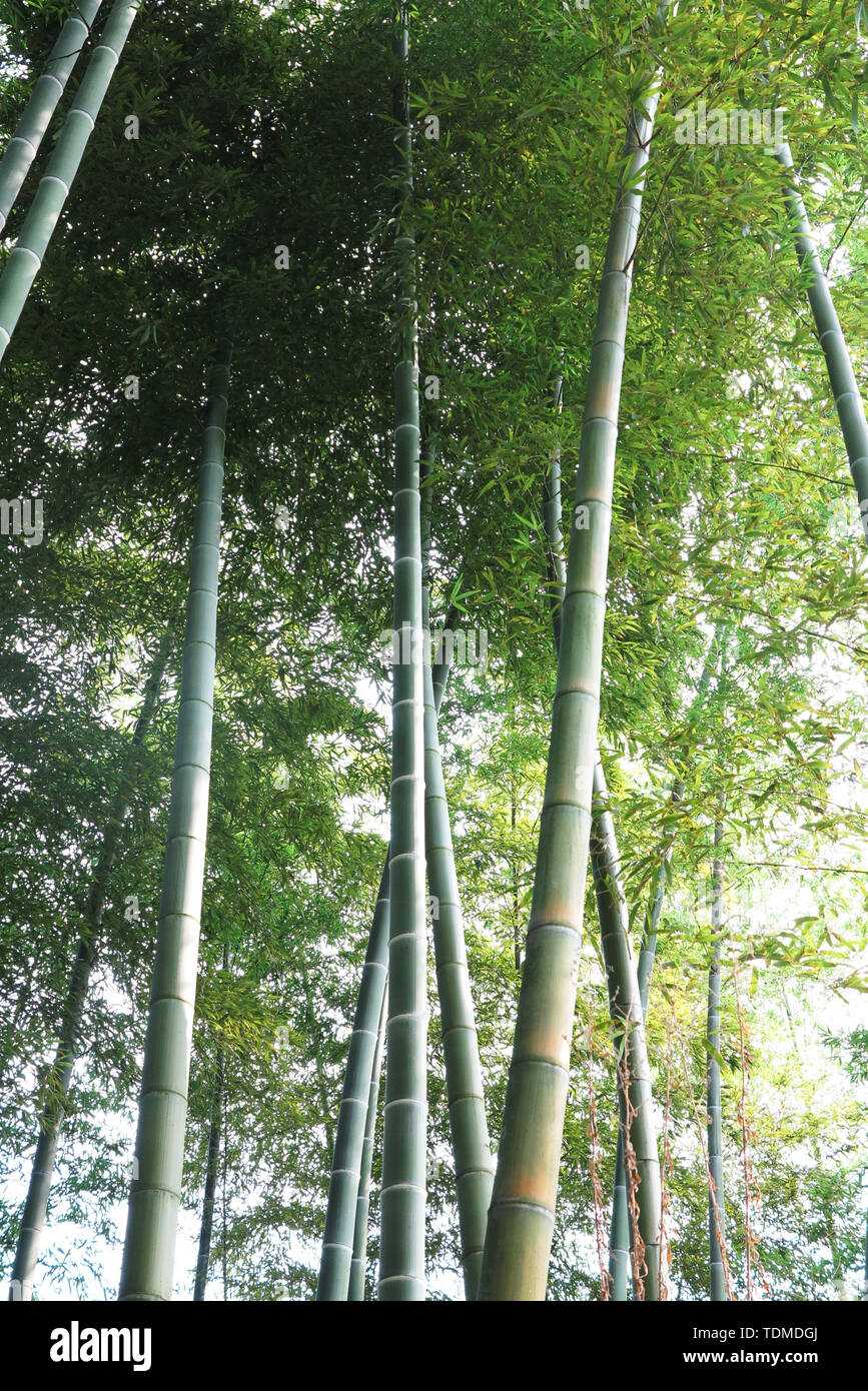 Flourishing bamboo hi-res stock photography and images - Alamy
