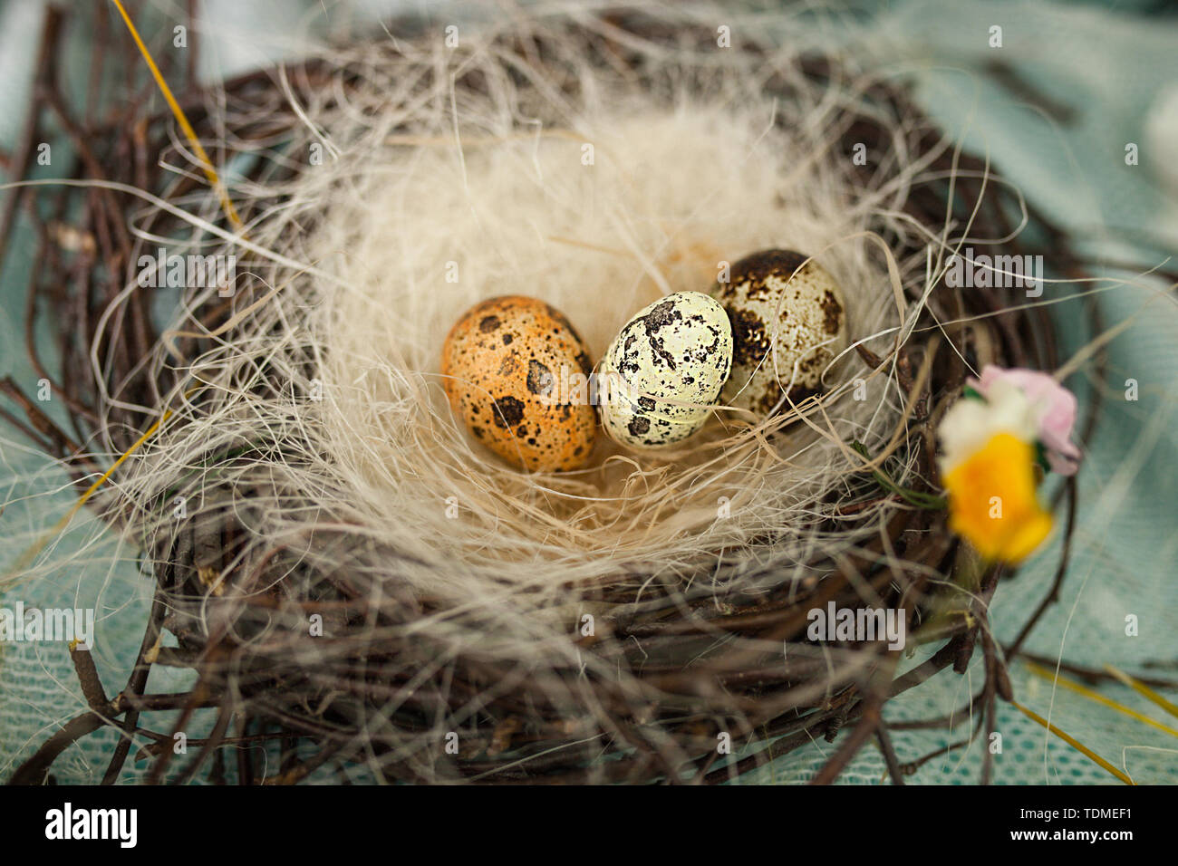Bird's nest is made of tree branches. Bird eggs lie in the nest ...