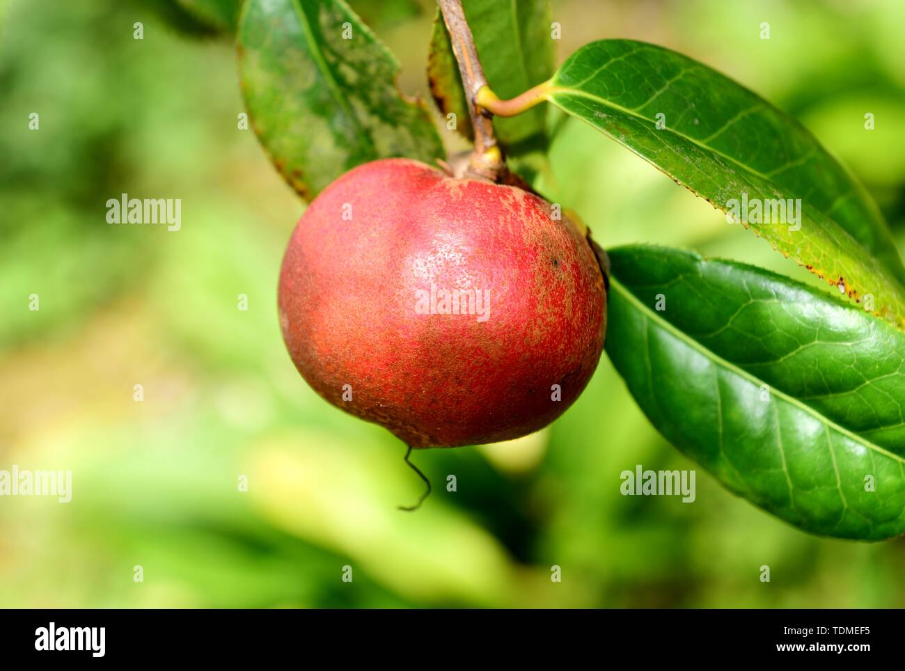 Oil tea, tea fruit Stock Photo - Alamy