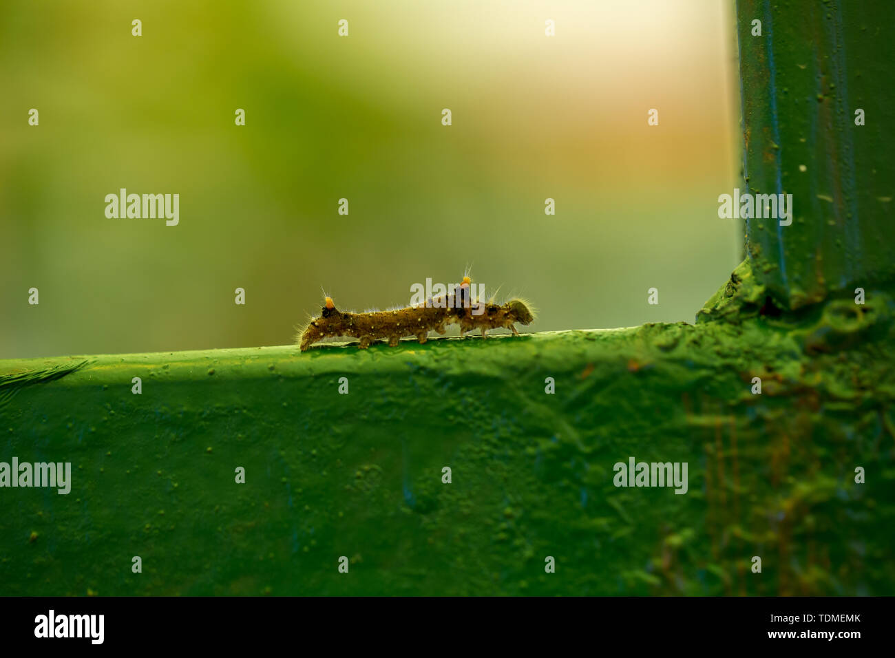 Metamorphic moths and moths hi-res stock photography and images - Alamy