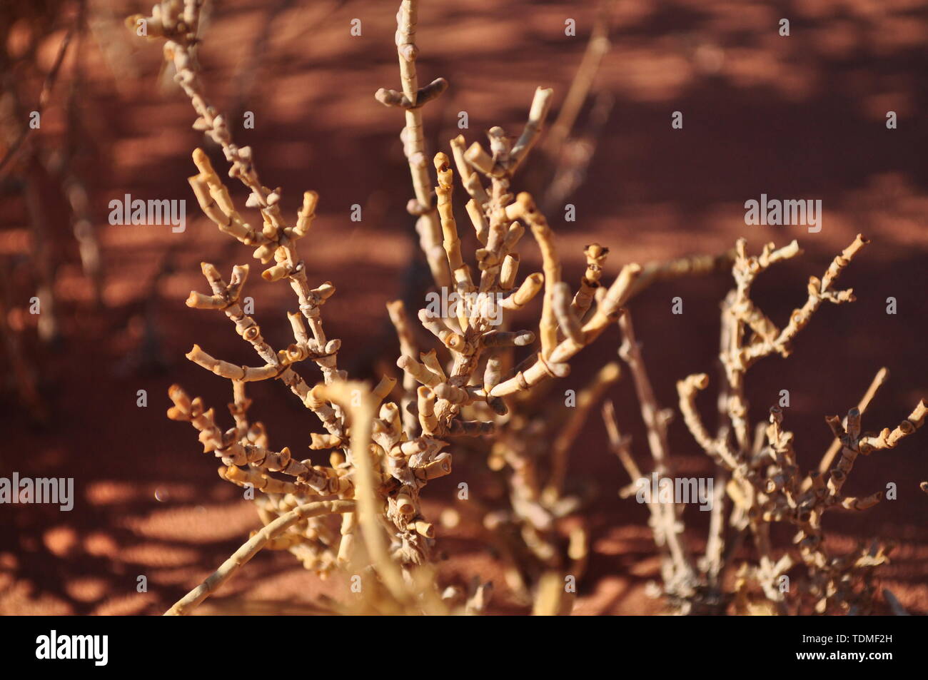 Desert plant shuttle tree Stock Photo - Alamy