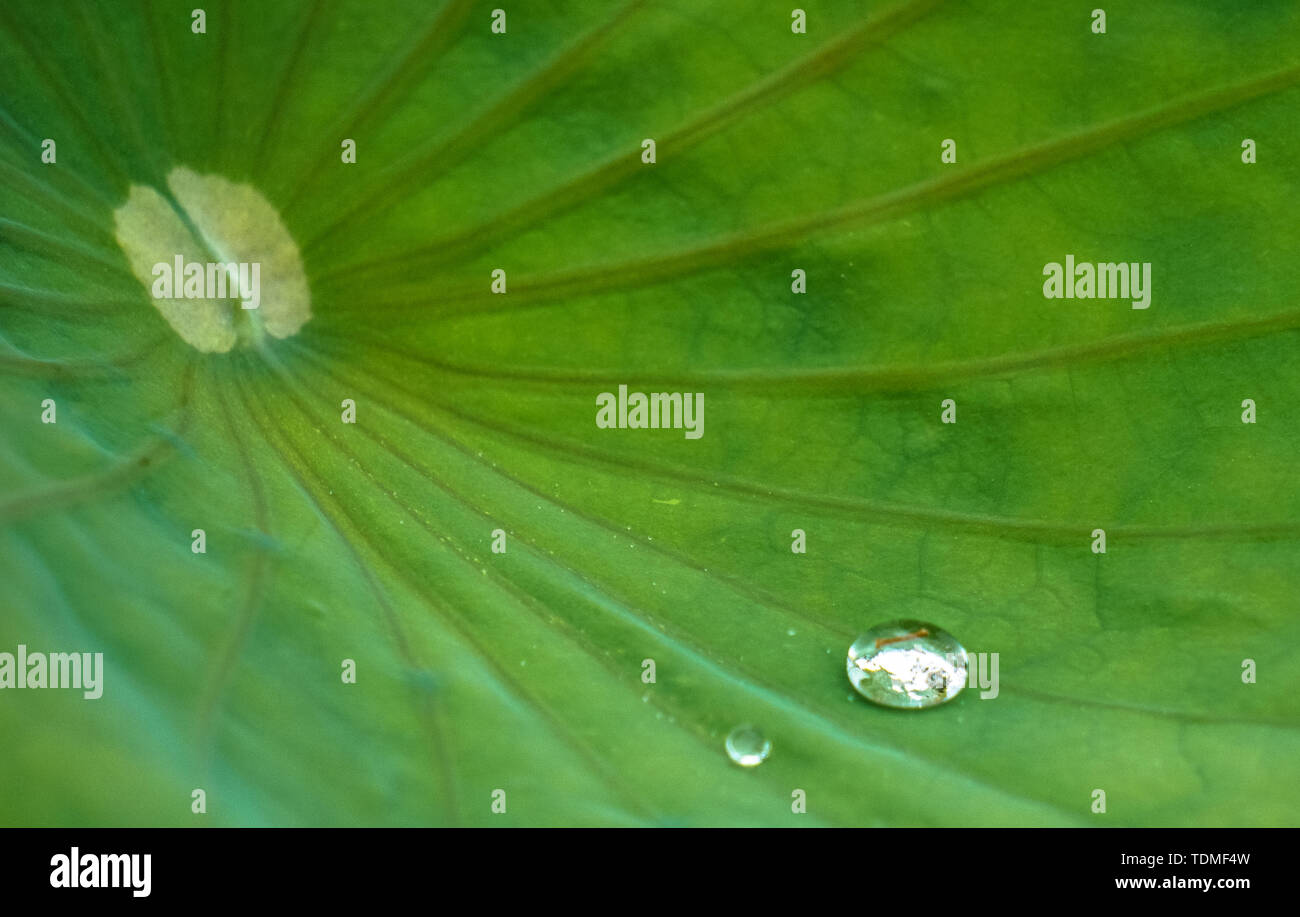Dew on a lotus leaf, as beautiful as a pearl Stock Photo - Alamy