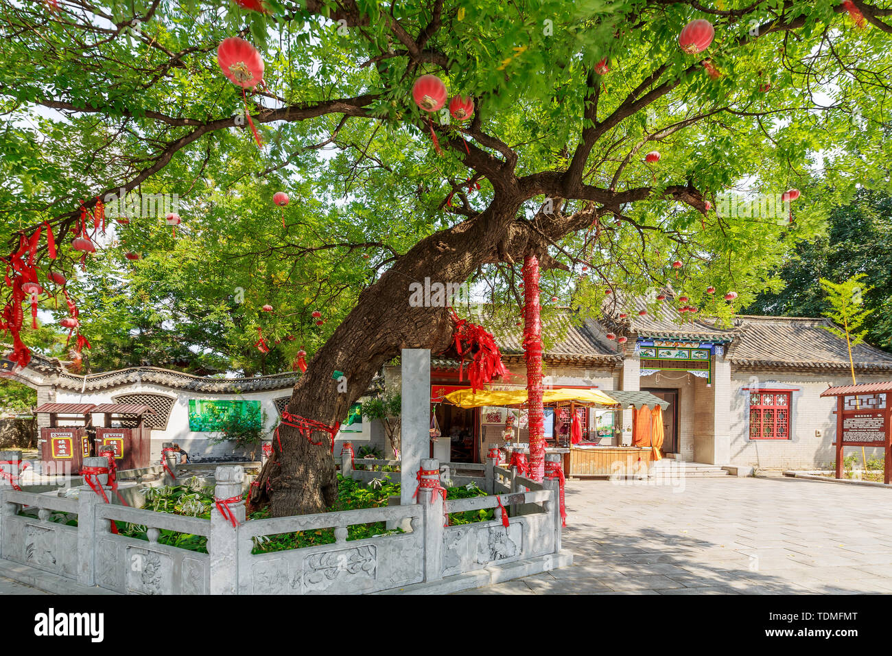 Ancient locust tree in Yangjiabu Stock Photo - Alamy