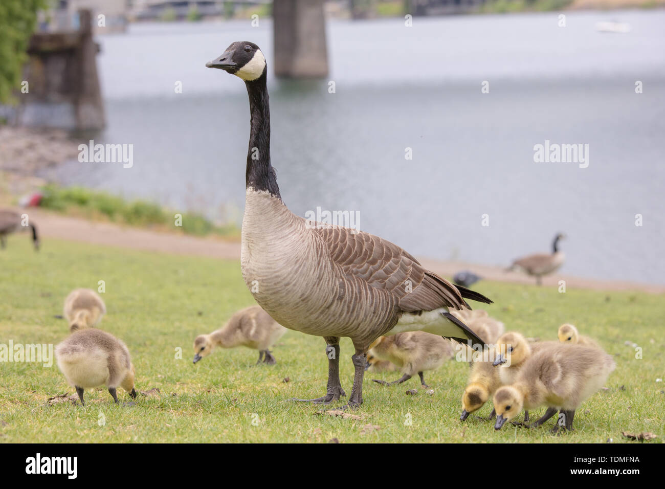 Canadian goose chicks baby Stock Photo - Alamy