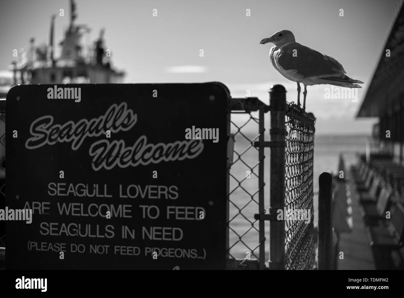 Poor pigeon hi-res stock photography and images - Alamy