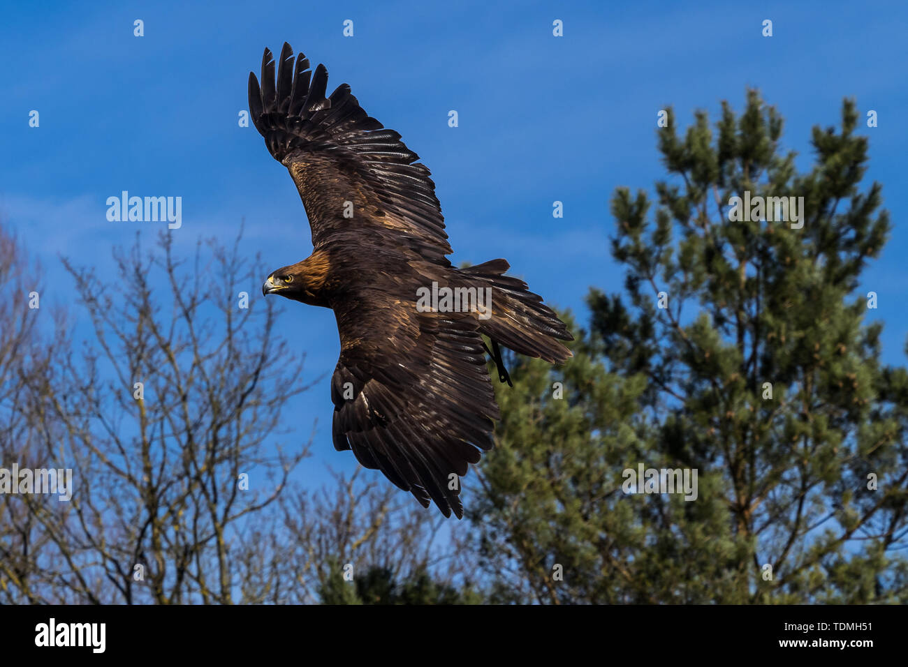 The golden eagle, Aquila chrysaetos is one of the best-known birds of ...