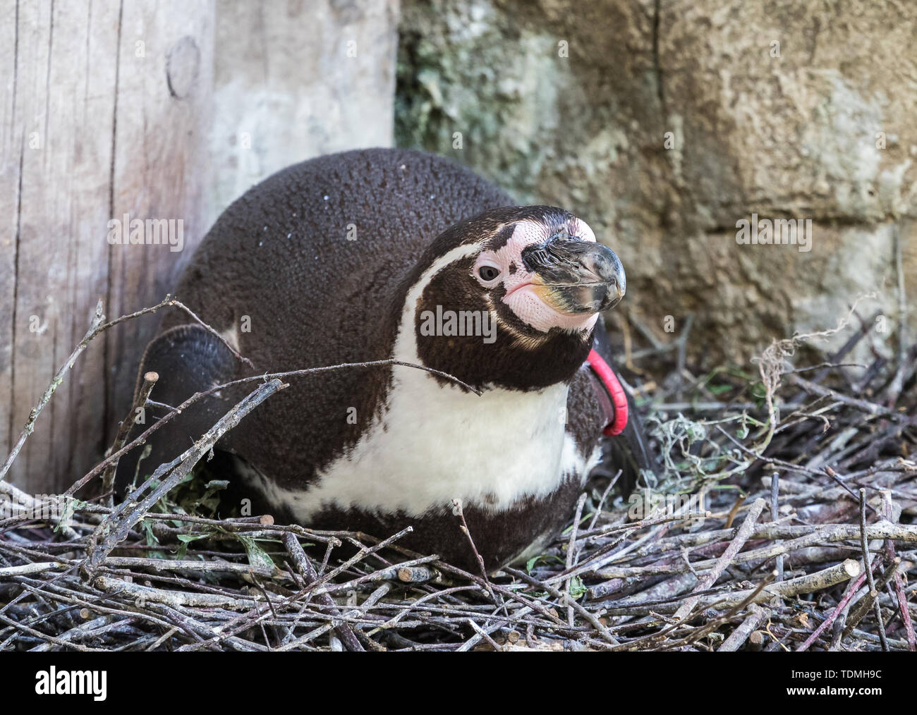The Humboldt Penguin, Spheniscus humboldti also termed Peruvian penguin ...