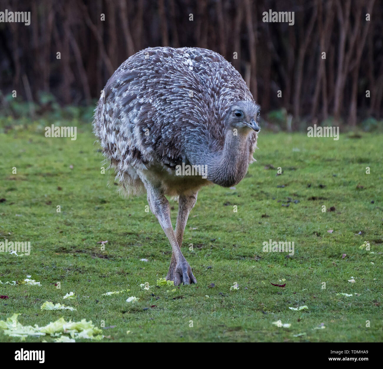 Darwin's rhea, Rhea pennata also known as the lesser rhea. It is a ...