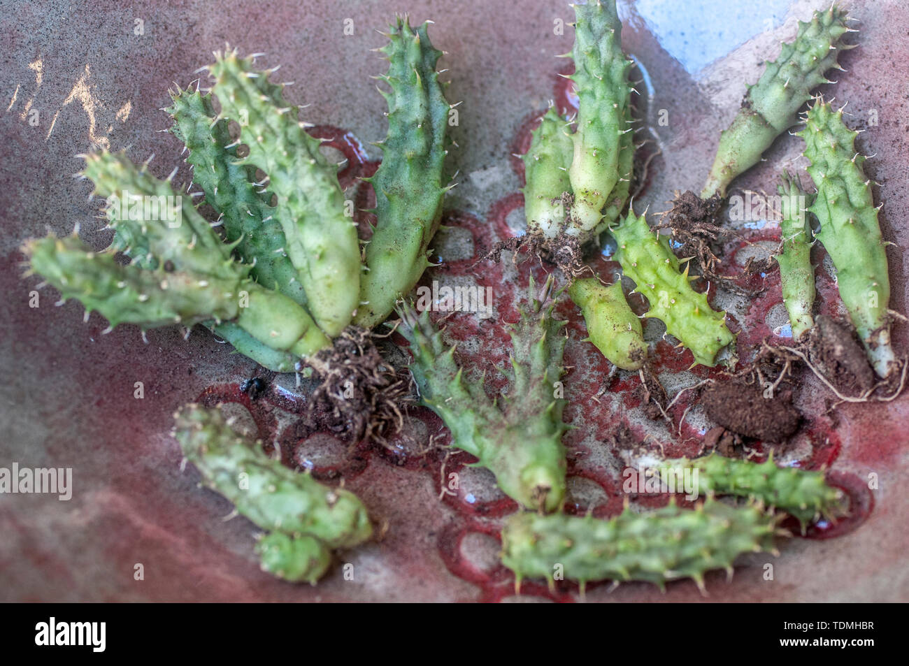 Huernia hystrix (Porcupine Huernia) Ready for planting after separation ...