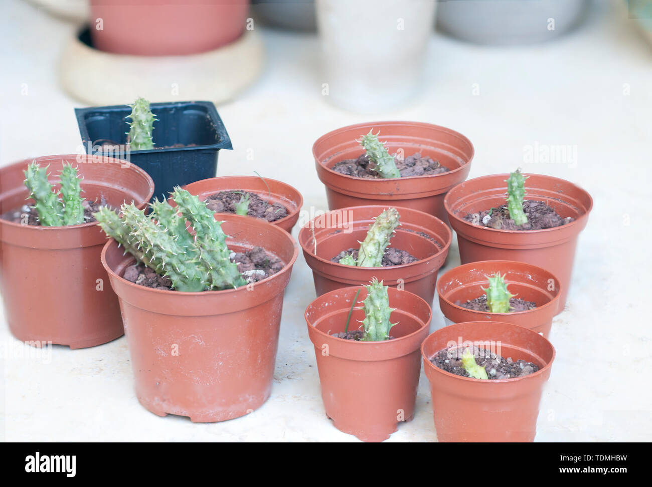 potted Huernia hystrix (Porcupine Huernia) Ready for planting after ...
