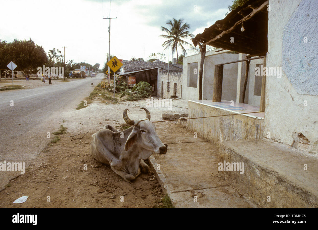 MEXICO vilage street in Yucatan area with a resting cow Stock Photo - Alamy